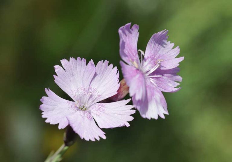 15 Different Types of Carnations (Dianthus) - Garden Lovers Club