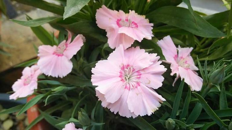15 Different Types of Carnations (Dianthus) - Garden Lovers Club