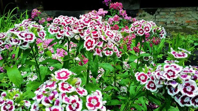 15 Different Types of Carnations (Dianthus) - Garden Lovers Club