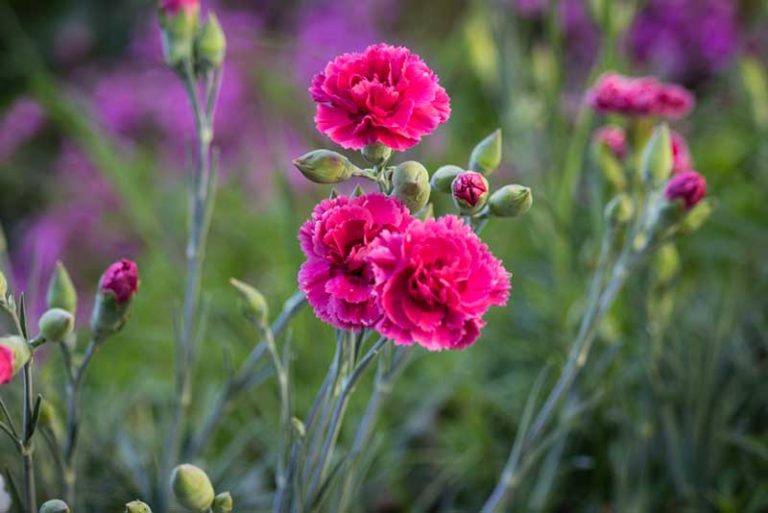 15 Different Types of Carnations (Dianthus) - Garden Lovers Club