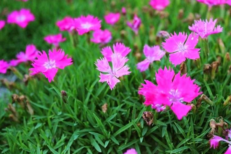 15 Different Types of Carnations (Dianthus) - Garden Lovers Club