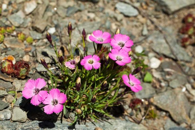 15 Different Types of Carnations (Dianthus) - Garden Lovers Club