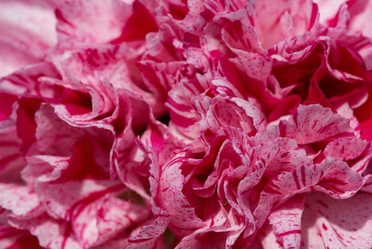 15 Different Types of Carnations (Dianthus) - Garden Lovers Club