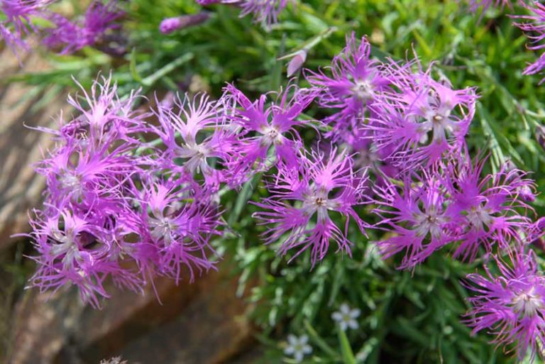 15 Different Types of Carnations (Dianthus) - Garden Lovers Club