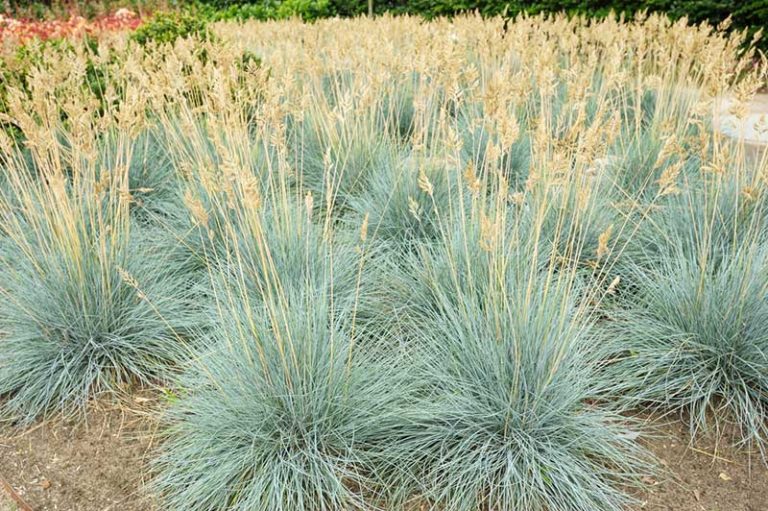 15 Perfect Michigan Perennials (Photos) - Garden Lovers Club