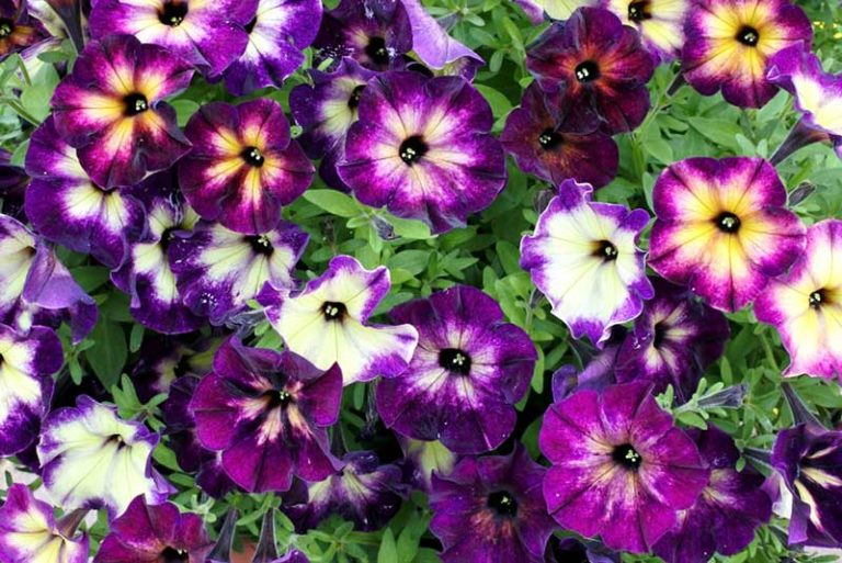 16 Different Types of Petunias (Photos) - Garden Lovers Club