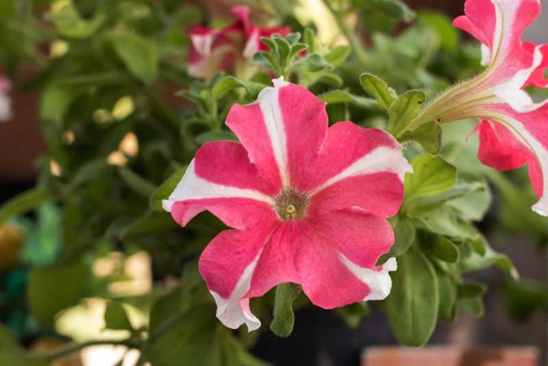 16 Different Types of Petunias (Photos) - Garden Lovers Club
