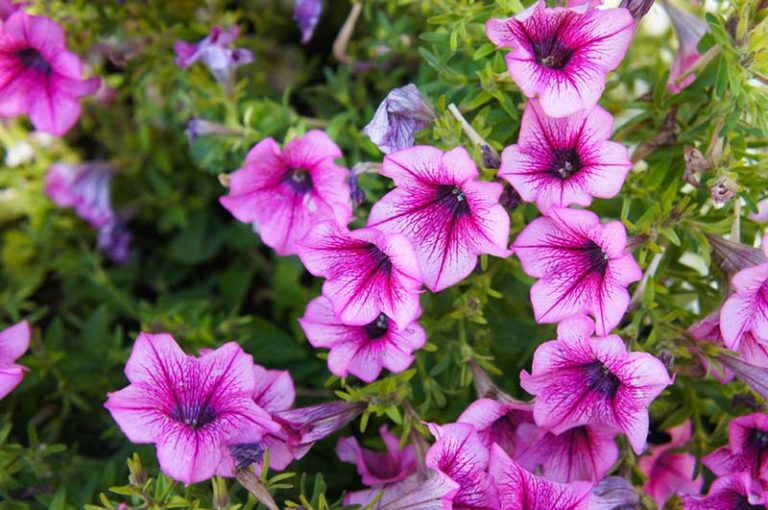 16 Different Types of Petunias (Photos) - Garden Lovers Club