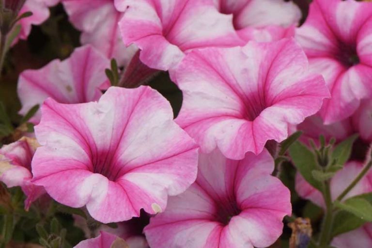 16 Different Types of Petunias (Photos) - Garden Lovers Club