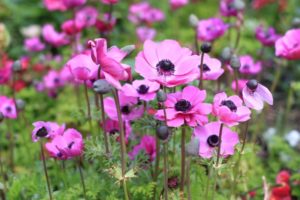 How to Plant and Grow Anemone (Growing Guide) - Garden Lovers Club