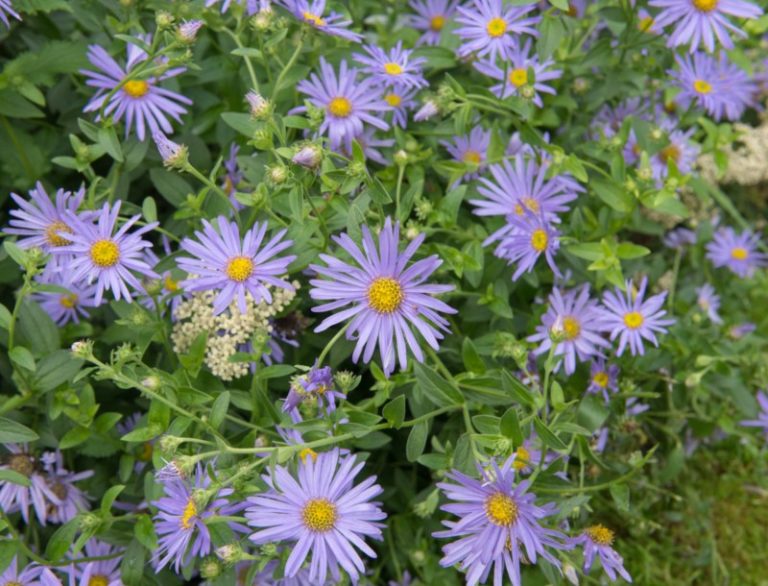 The Different Types of Aster (Photos) - Garden Lovers Club