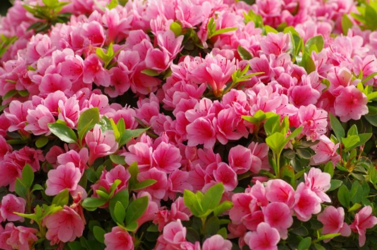 15 Breathtaking Pink Flowering Shrubs - Garden Lovers Club