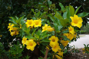Growing Bush Allamanda (Allamanda schottii) - Garden Lovers Club