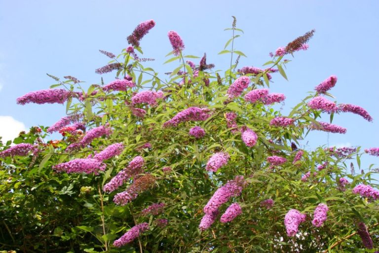 15 Breathtaking Pink Flowering Shrubs - Garden Lovers Club