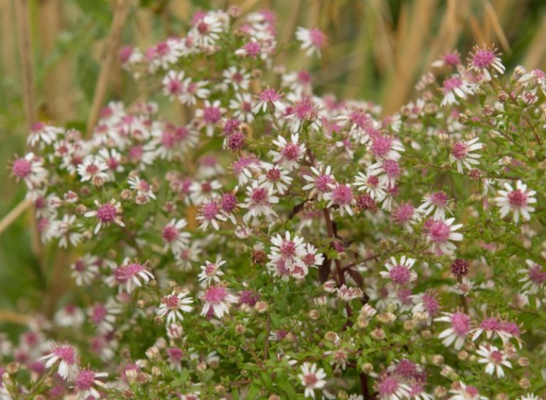 The Different Types of Aster (Photos) - Garden Lovers Club