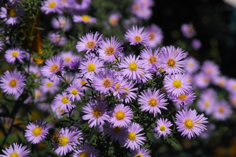 The Different Types of Aster (Photos) - Garden Lovers Club