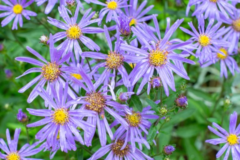The Different Types of Aster (Photos) - Garden Lovers Club