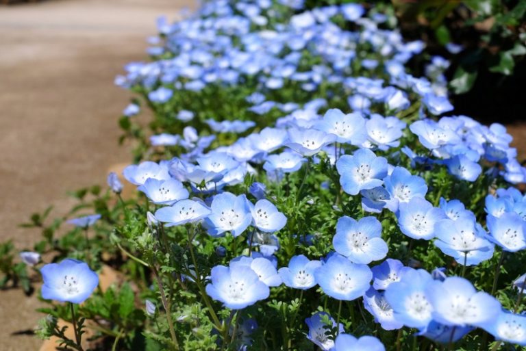 10 Fantastic Trailing Perennials - Garden Lovers Club