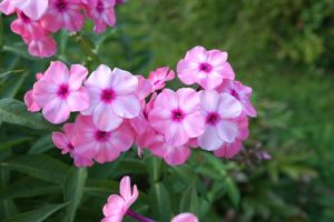 16 Different Types of Phlox Plants - Garden Lovers Club