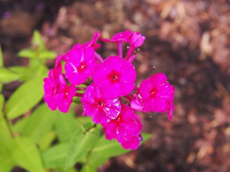 16 Different Types of Phlox Plants - Garden Lovers Club