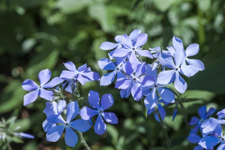 10 Fabulous Virginia Perennials - Garden Lovers Club