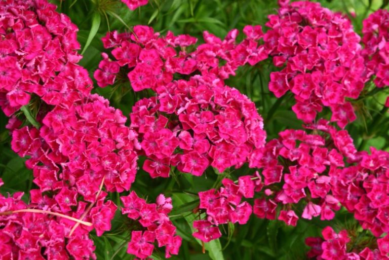 16 Different Types of Phlox Plants - Garden Lovers Club