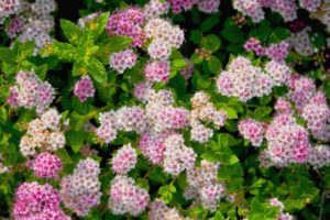 15 Breathtaking Pink Flowering Shrubs - Garden Lovers Club