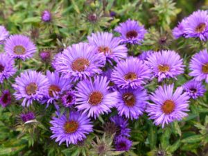The Different Types of Aster (Photos) - Garden Lovers Club