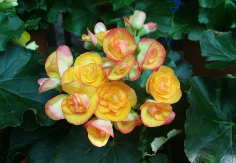 The Different Types of Begonias - Garden Lovers Club