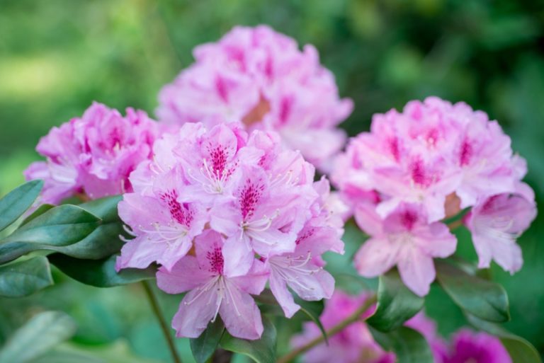 15 Breathtaking Pink Flowering Shrubs - Garden Lovers Club