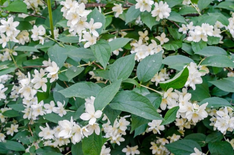 10 Different Types of Jasmine Plants (Photos) - Garden Lovers Club