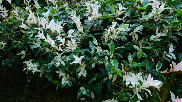 10 Different Types of Jasmine Plants (Photos) - Garden Lovers Club