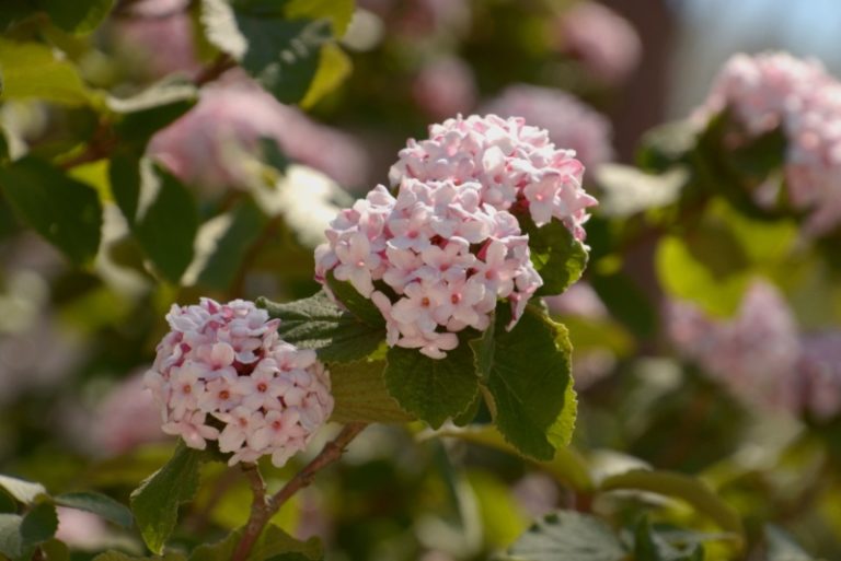 Different Types of Viburnum (Photos) - Garden Lovers Club