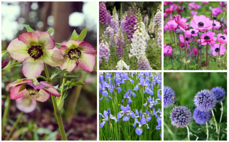 10 Best Border Perennials - Garden Lovers Club