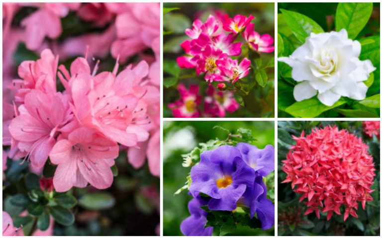 35 Beautiful Florida Shrubs - Garden Lovers Club
