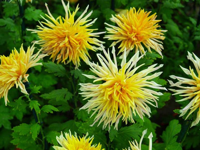 The Different Types of Chrysanthemums - Garden Lovers Club