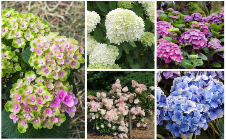 12 Different Varieties of Hydrangea - Garden Lovers Club