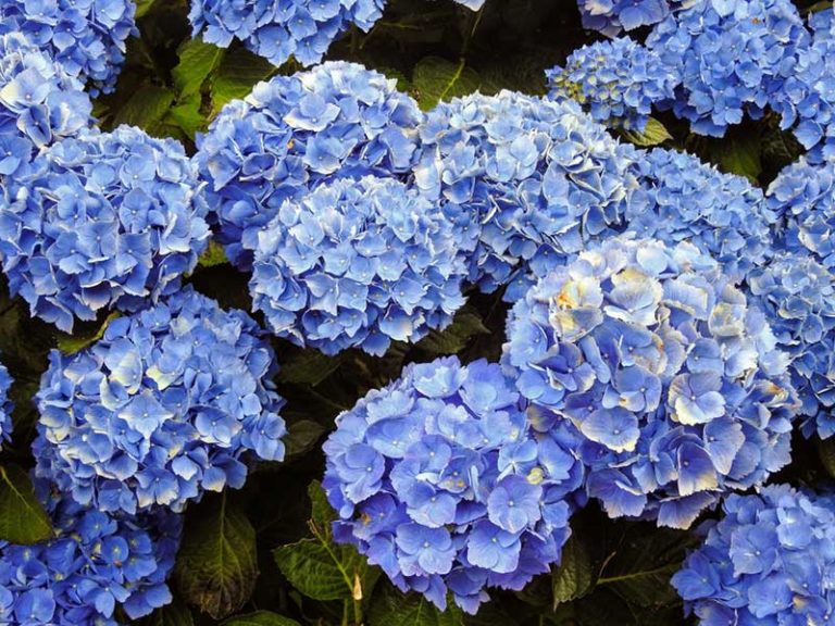 12 Different Varieties of Hydrangea - Garden Lovers Club