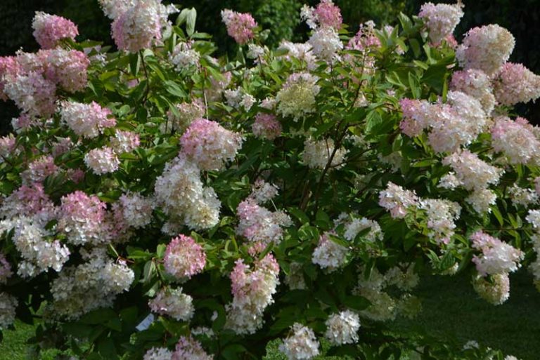 12 Different Varieties of Hydrangea - Garden Lovers Club