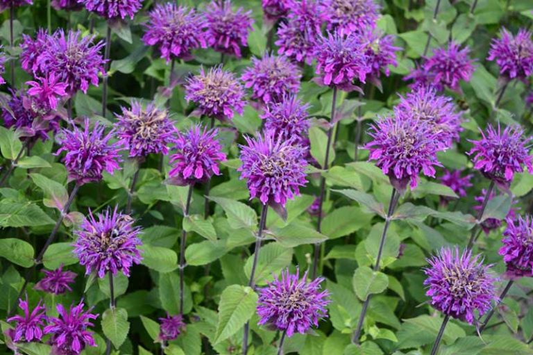 10 Different Varieties of Bee Balm (Monarda) - Garden Lovers Club