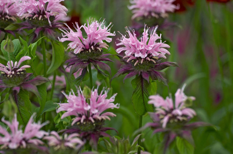 10 Different Varieties of Bee Balm (Monarda) - Garden Lovers Club