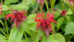 10 Different Varieties of Bee Balm (Monarda) - Garden Lovers Club