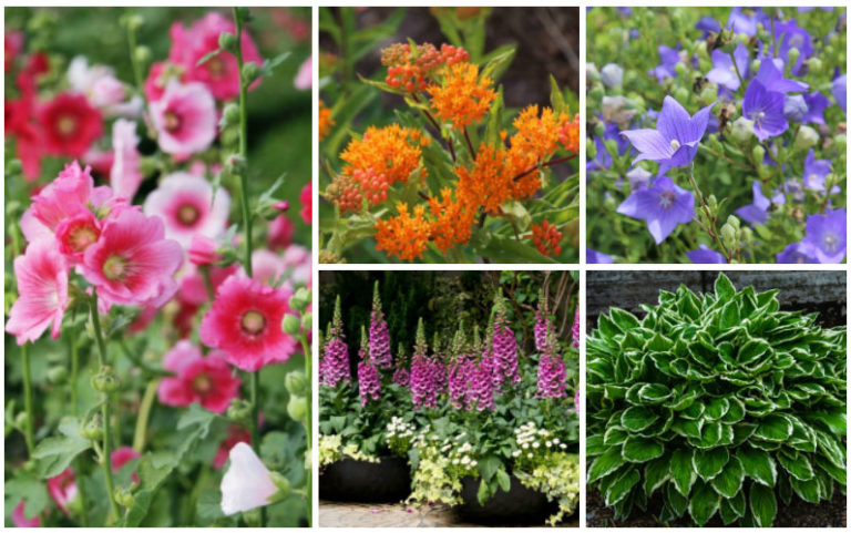 10 Fantastic Trailing Perennials - Garden Lovers Club