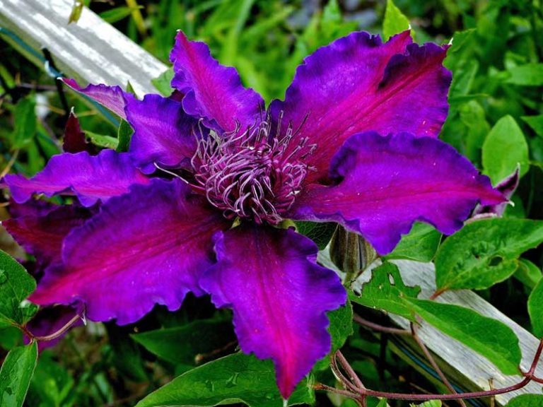 20 Different Types of Clematis (Photos) - Garden Lovers Club