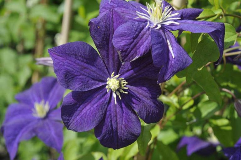 20 Different Types of Clematis (Photos) - Garden Lovers Club