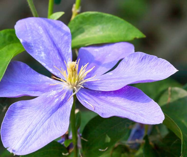 20 Different Types of Clematis (Photos) - Garden Lovers Club