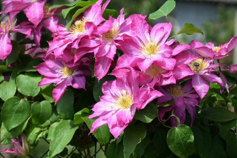 20 Different Types of Clematis (Photos) - Garden Lovers Club
