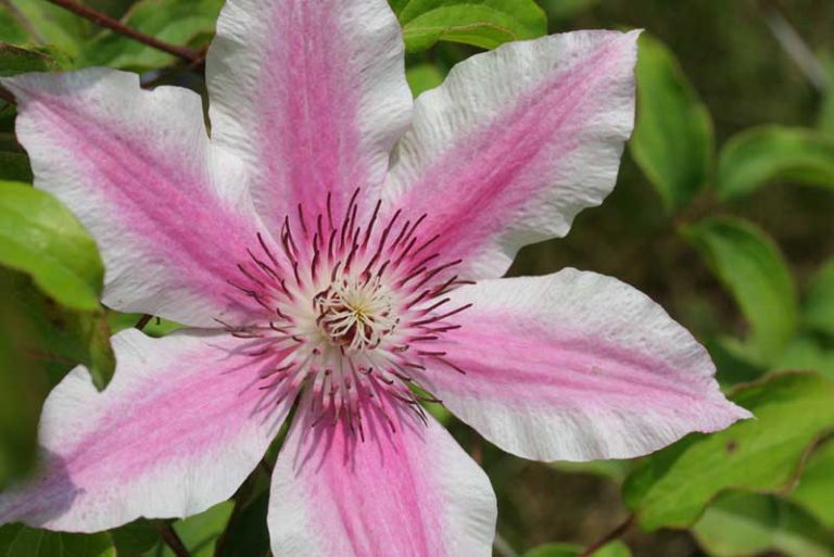 20 Different Types of Clematis (Photos) - Garden Lovers Club