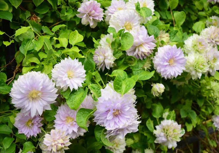 20 Different Types of Clematis (Photos) - Garden Lovers Club