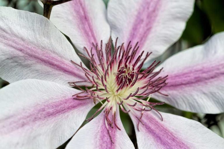 20 Different Types of Clematis (Photos) - Garden Lovers Club
